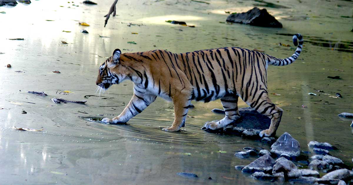 Tour to Beaches of India and Wild Tigers | Trip to India